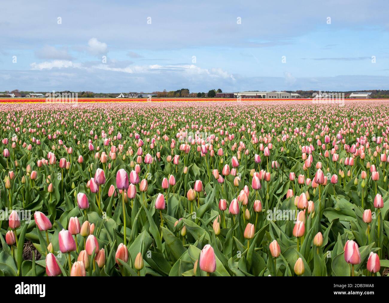 Tulip fields of the Bollenstreek, South Holland, Netherlands Stock ...