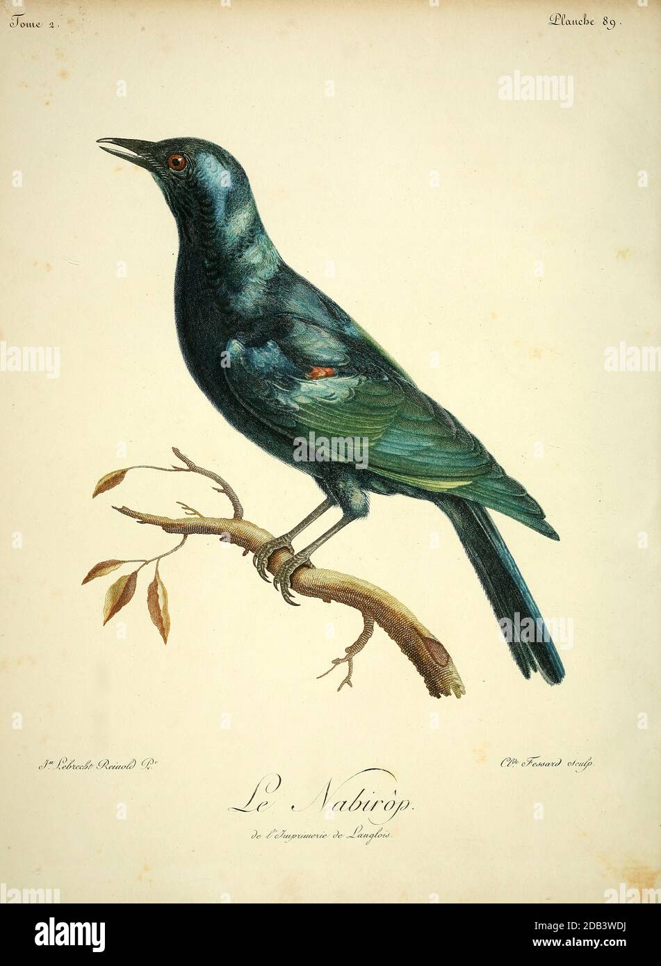 Vintage illustration drawing starling bird hi-res stock photography and ...