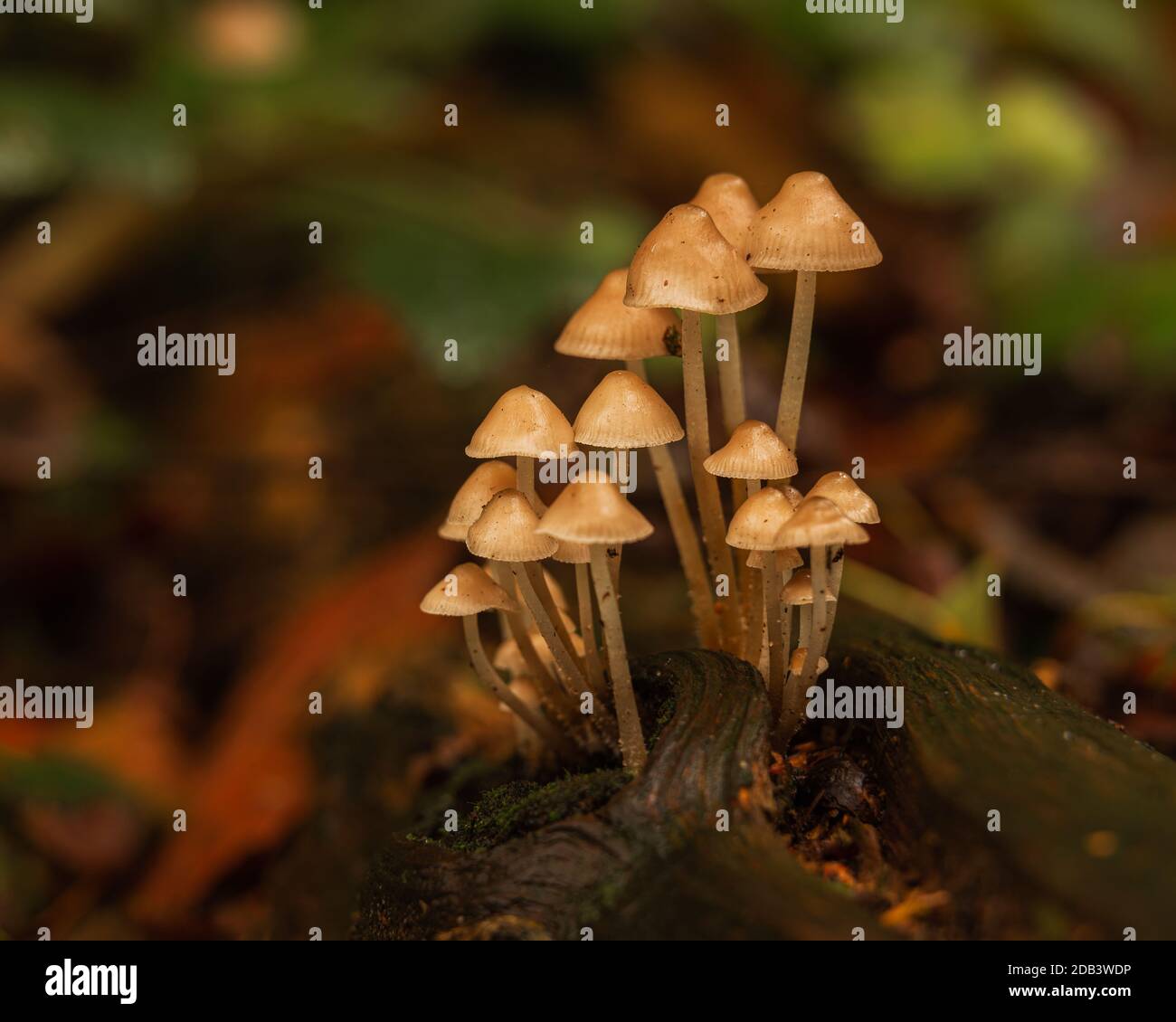 Mushroom cluster hi-res stock photography and images - Alamy
