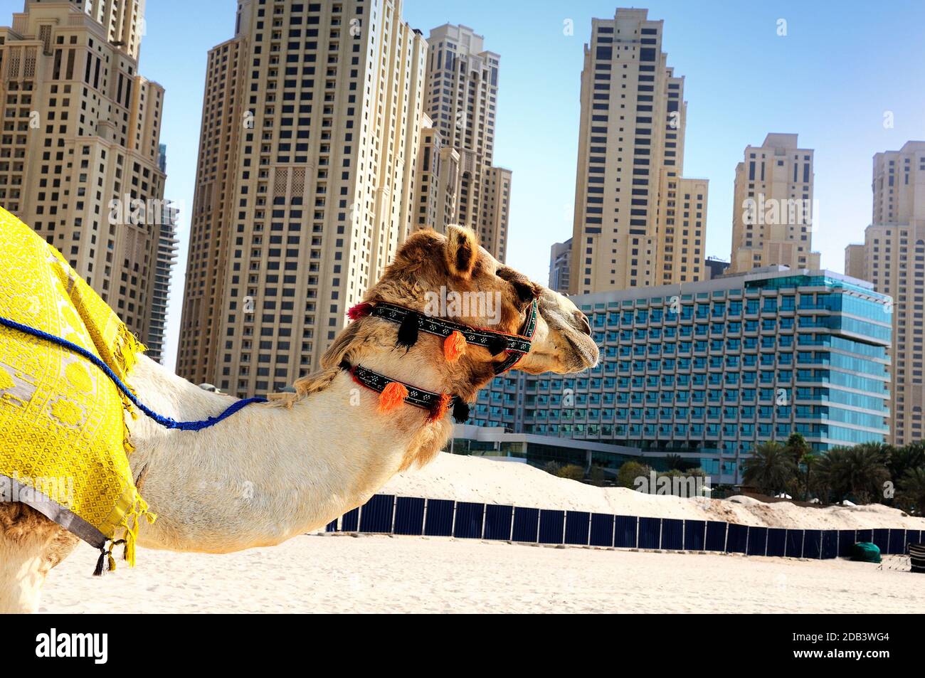 Camel in the famous Dubaî modern city, United Arab Emirates Stock Photo ...