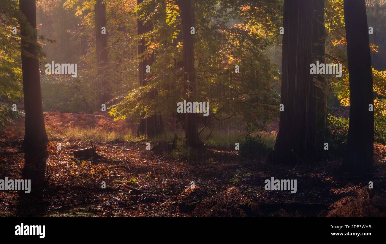 Rain falling tree forest hi-res stock photography and images - Alamy