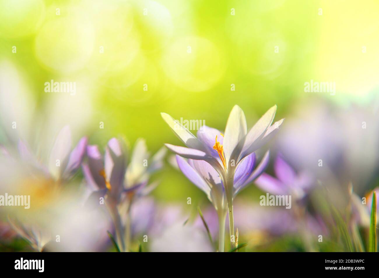 Beautiful crocuses growing through snow. First spring flowers Stock ...