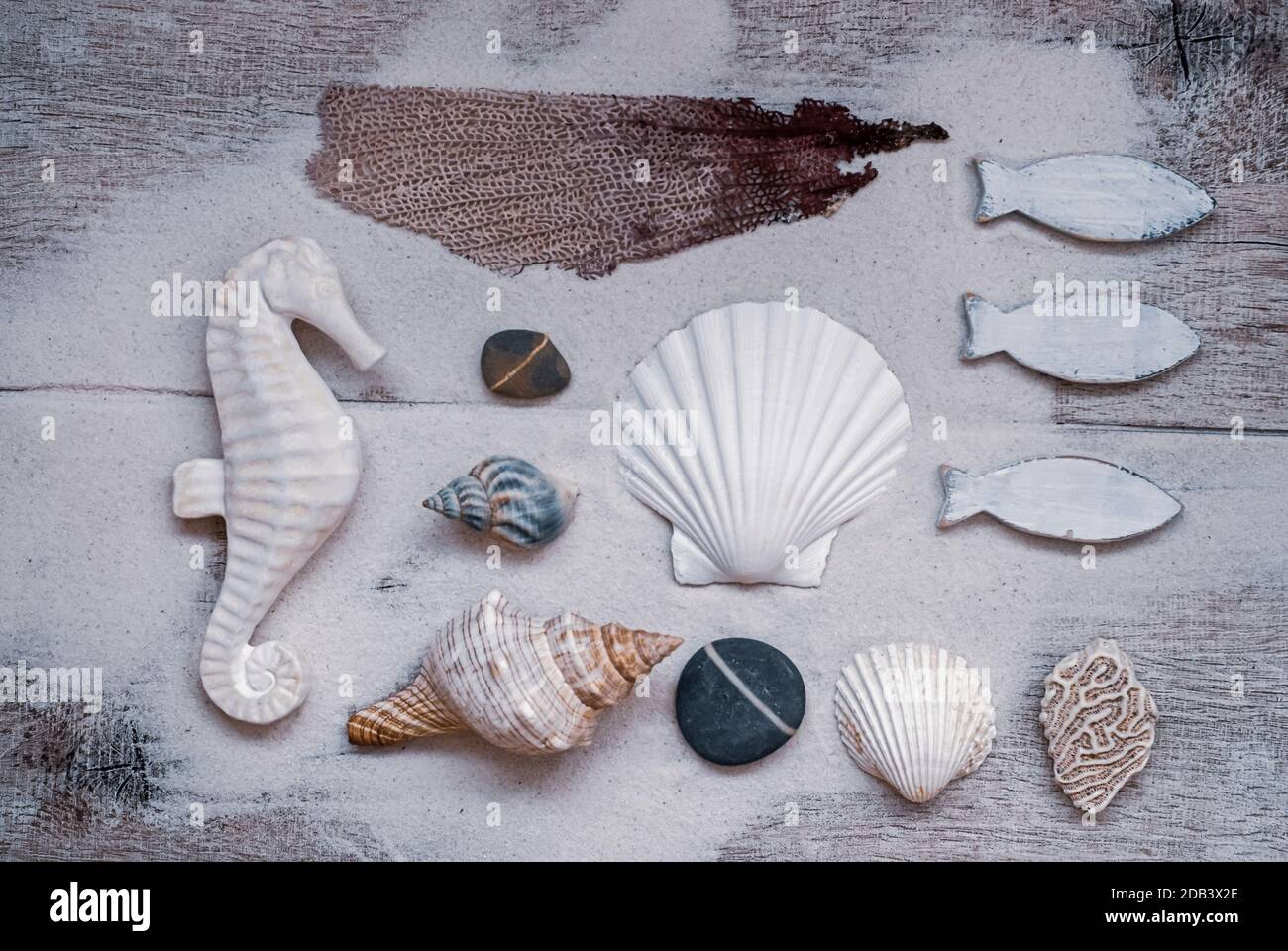 maritime still life with sea horse, shells and fish perfect for ...