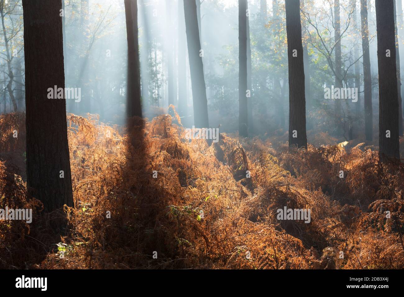 Backlit pine woodlands with rusty bracken on misty morning ii. Roudham ...