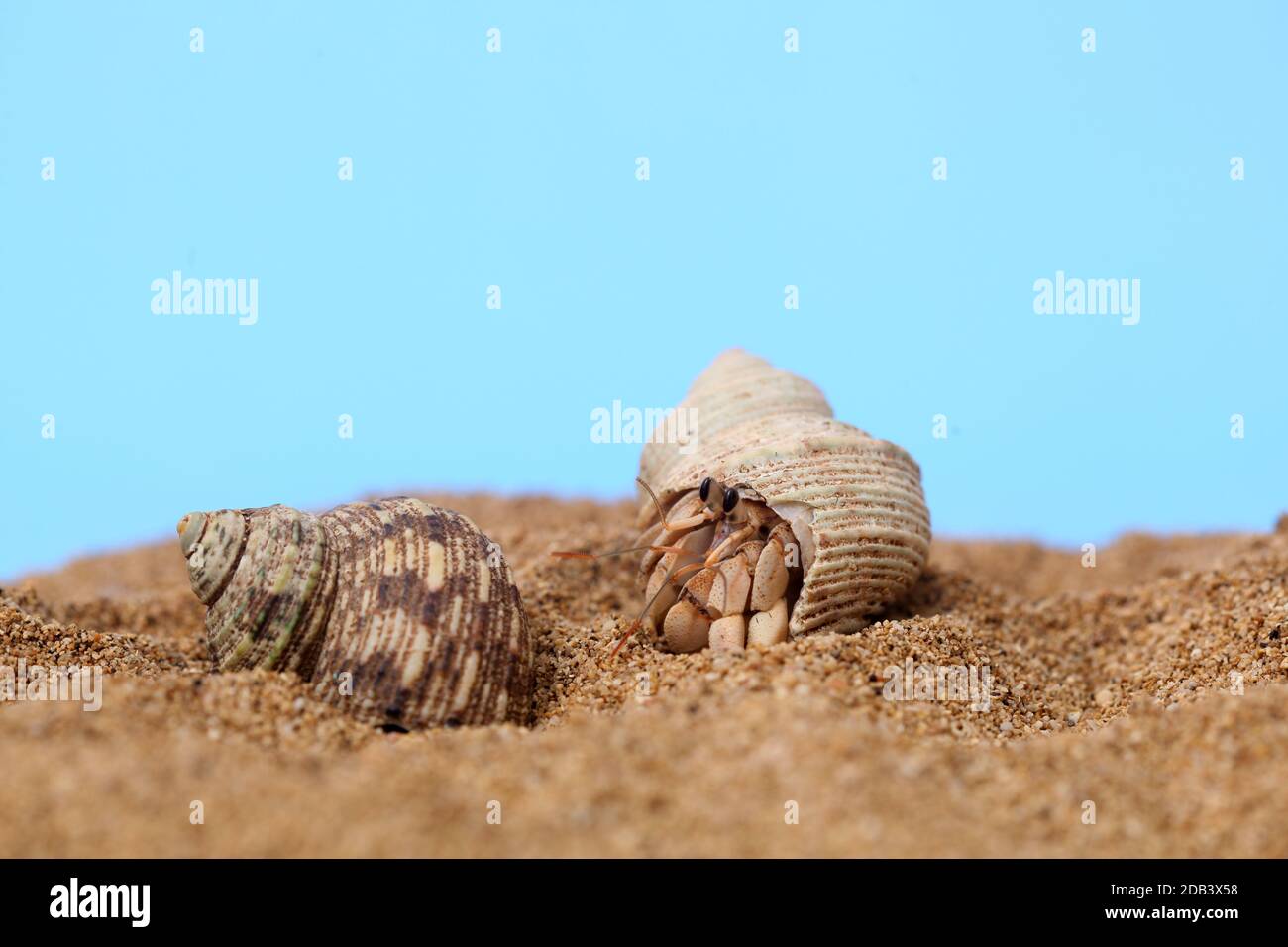 Kelomang or Umang-Umang (pompong), or some who translate it as hermit ...