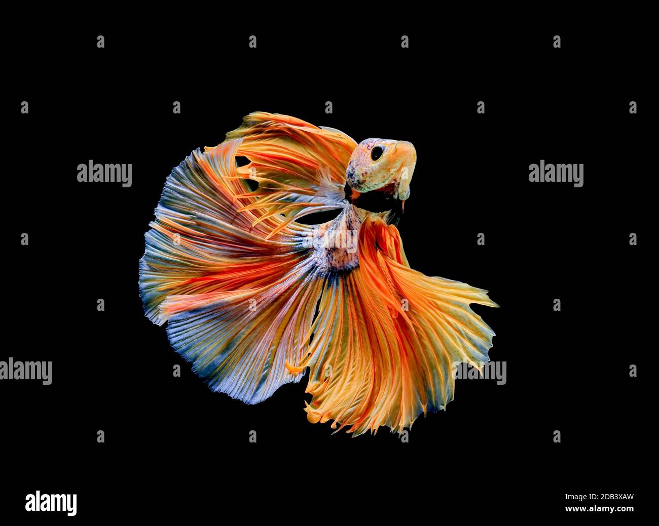 Siamese fighting fish fight yellow fish with blue, Betta splendens ...