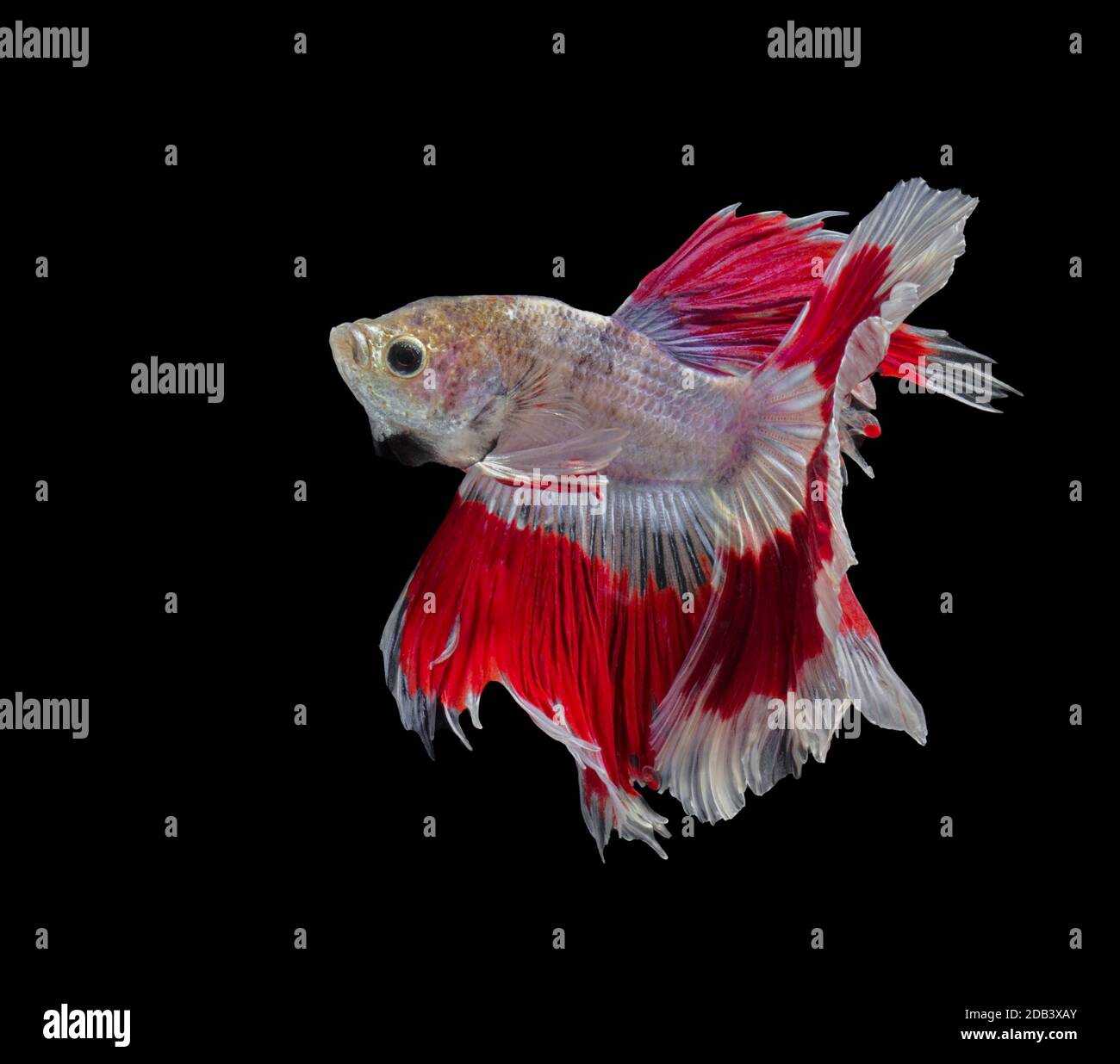 Siamese fighting fish fight Red fish, Betta splendens, Betta fish ...