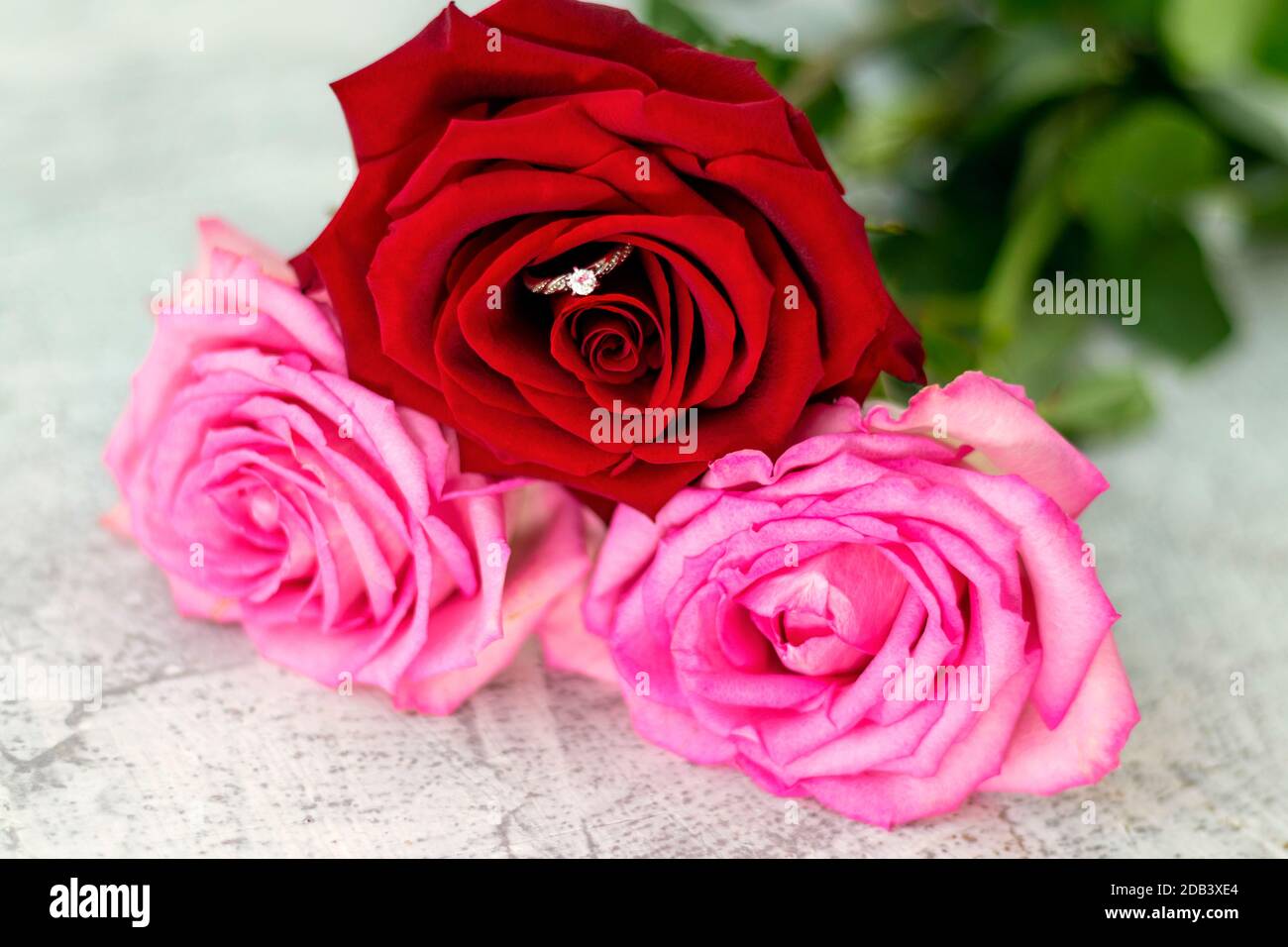 Wedding ring inside red rose on white stone background. Sparkling ...