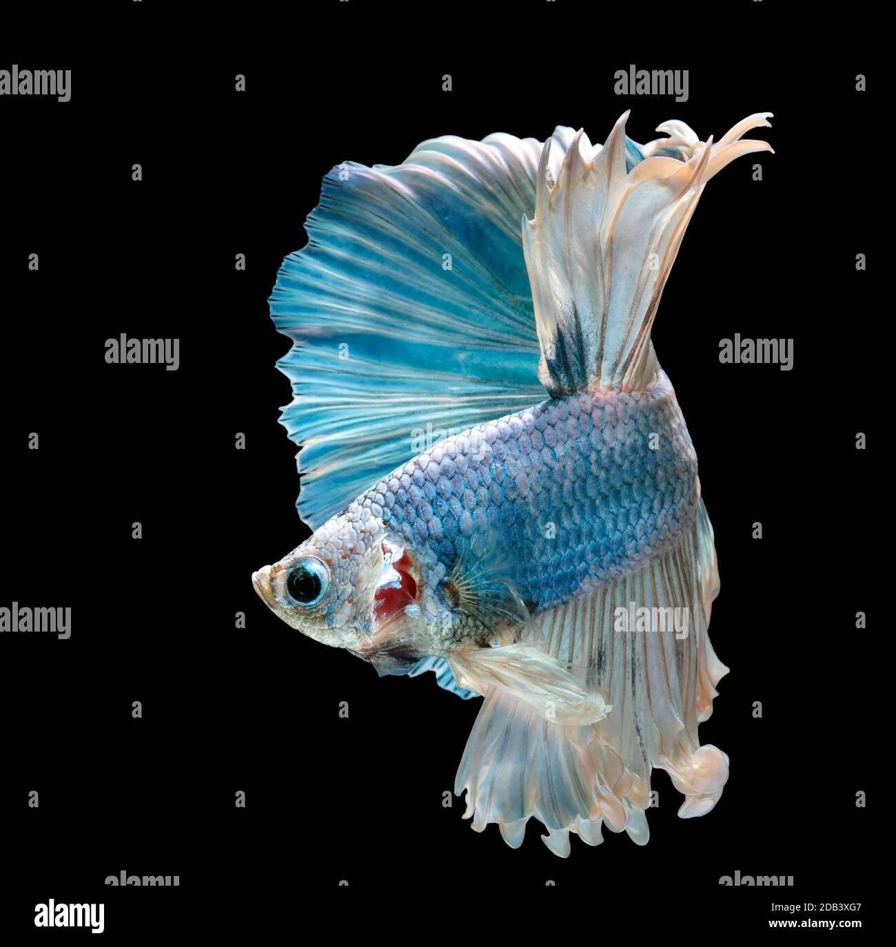 Siamese fighting fish fight blue fish, Betta splendens, Betta fish ...