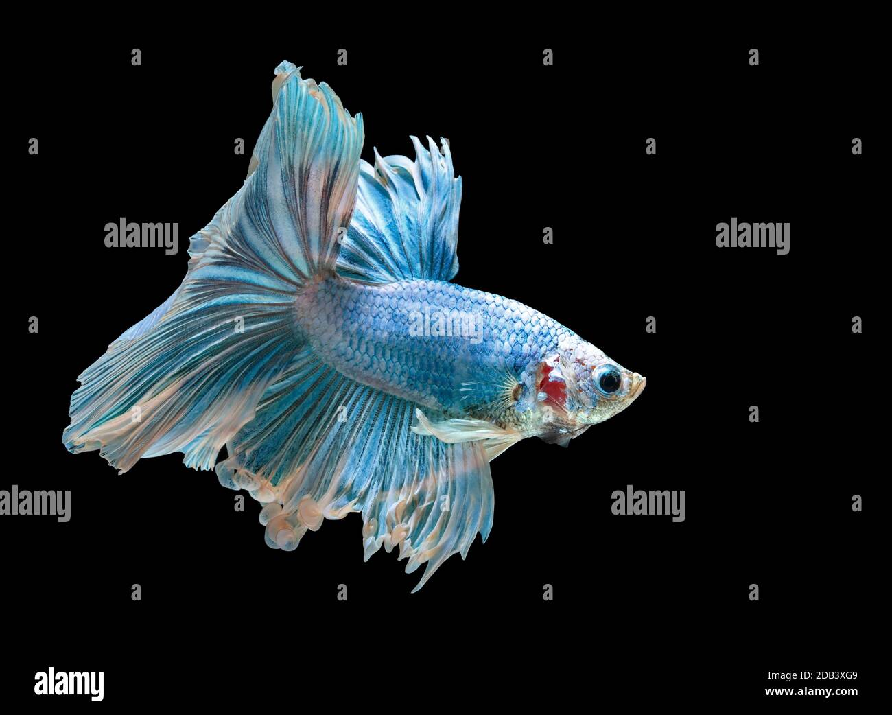 Siamese fighting fish fight blue fish, Betta splendens, Betta fish ...