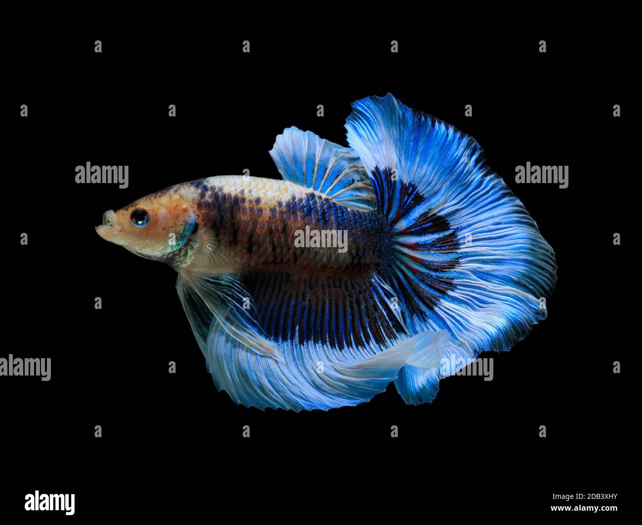 Siamese fighting fish fight blue fish, Betta splendens, Betta fish ...