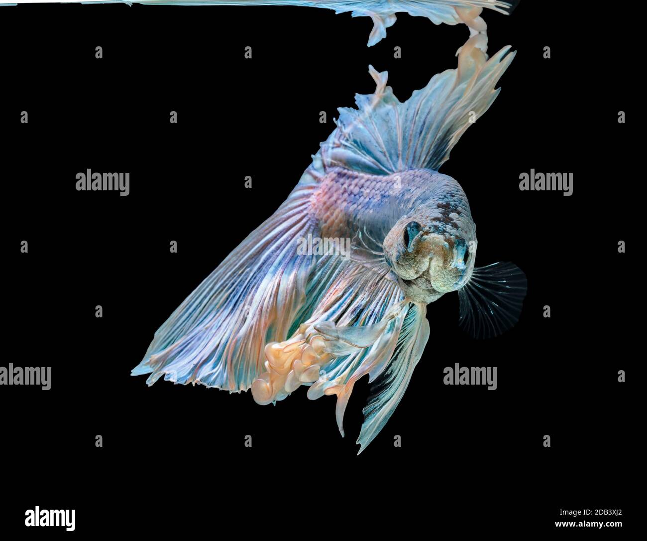 Siamese fighting fish fight blue fish, Betta splendens, Betta fish ...