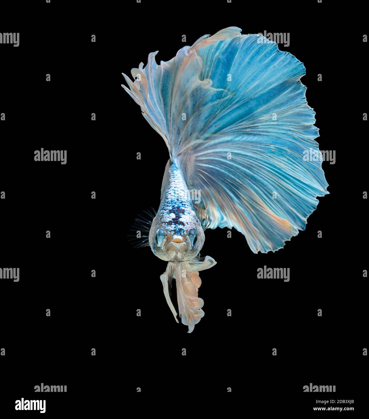Siamese fighting fish fight blue fish, Betta splendens, Betta fish ...