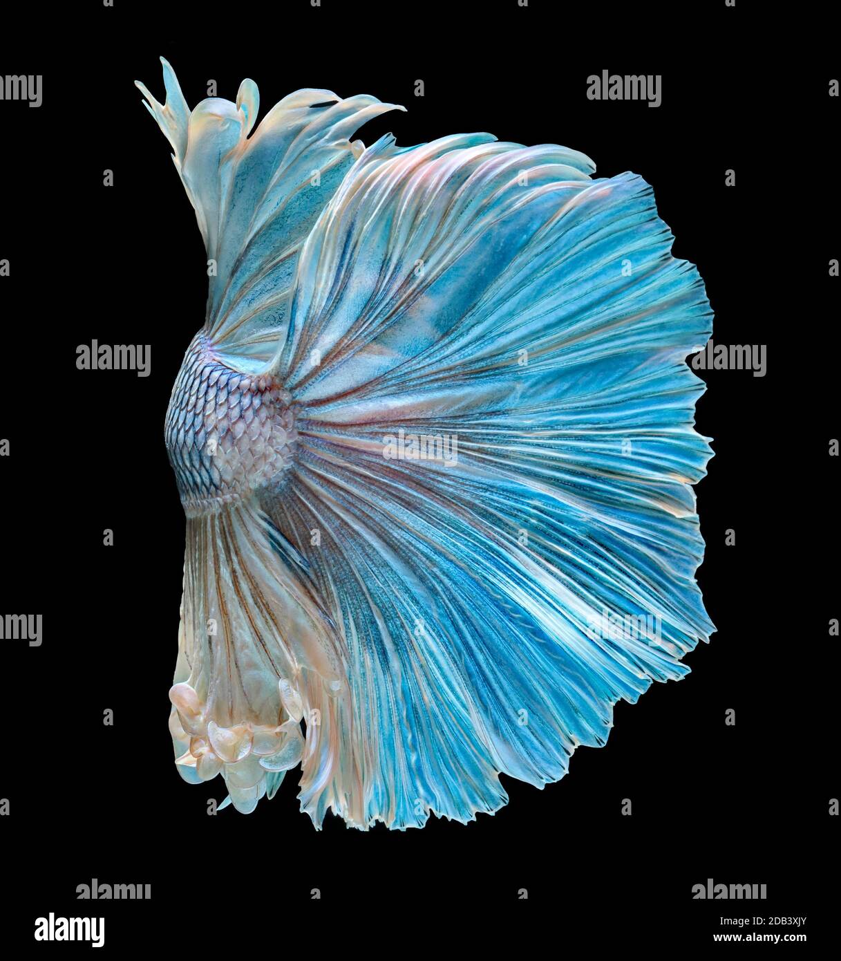 Siamese fighting fish fight blue fish, Betta splendens, Betta fish ...