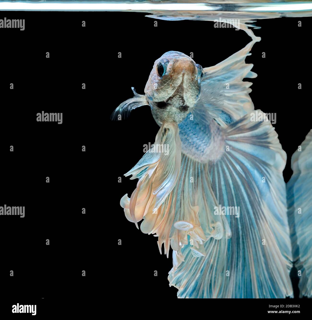 Siamese fighting fish fight blue fish, Betta splendens, Betta fish ...