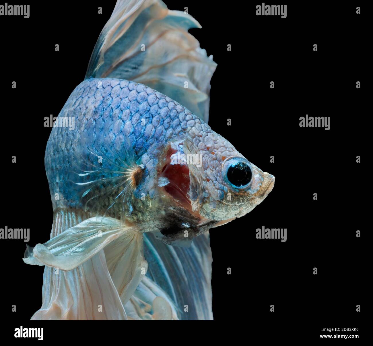 Siamese fighting fish fight blue fish, Betta splendens, Betta fish ...