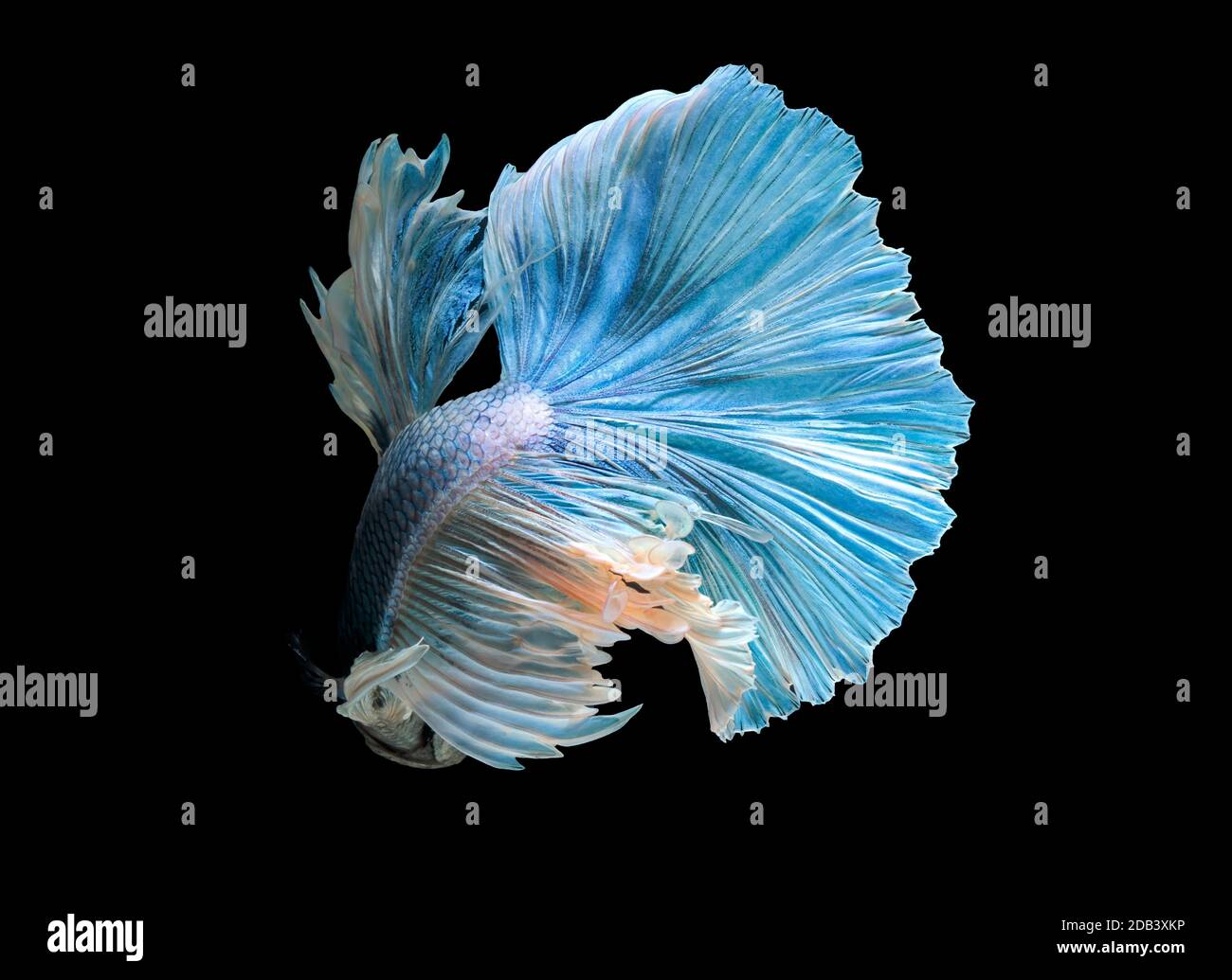 Siamese fighting fish fight blue fish, Betta splendens, Betta fish ...