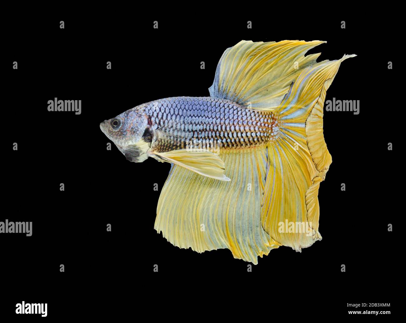 Siamese fighting fish fight yellow fish, Betta splendens, Betta fish ...