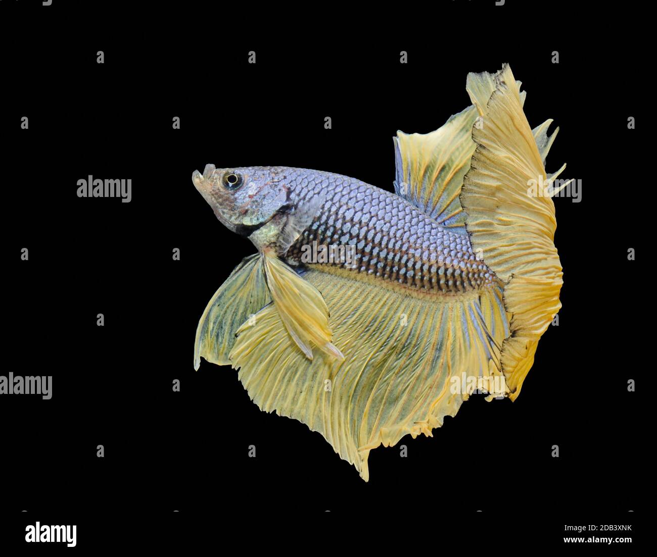 Siamese fighting fish fight yellow fish, Betta splendens, Betta fish ...