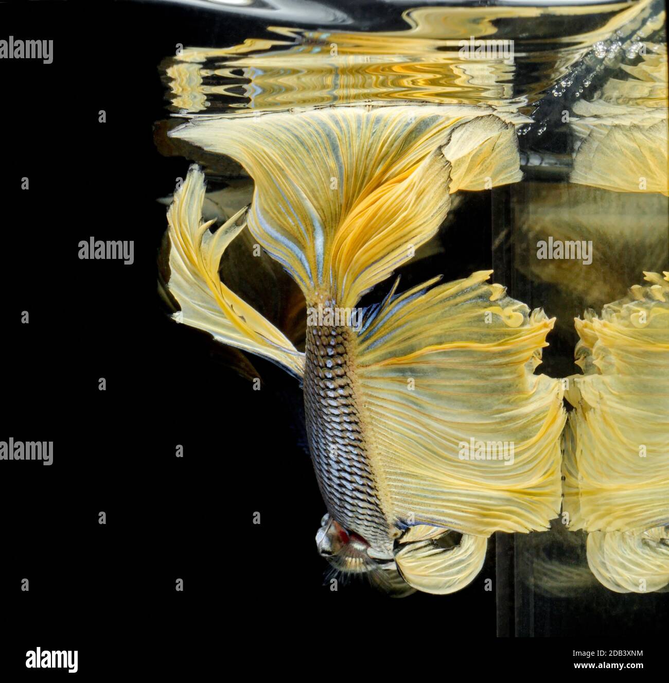 Siamese fighting fish fight yellow fish, Betta splendens, Betta fish ...