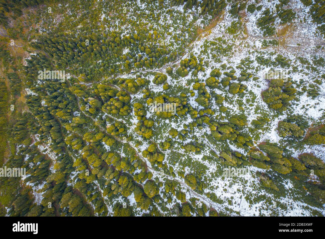 Aerial view of pine trees, Naches, Washington State, USA Stock Photo ...