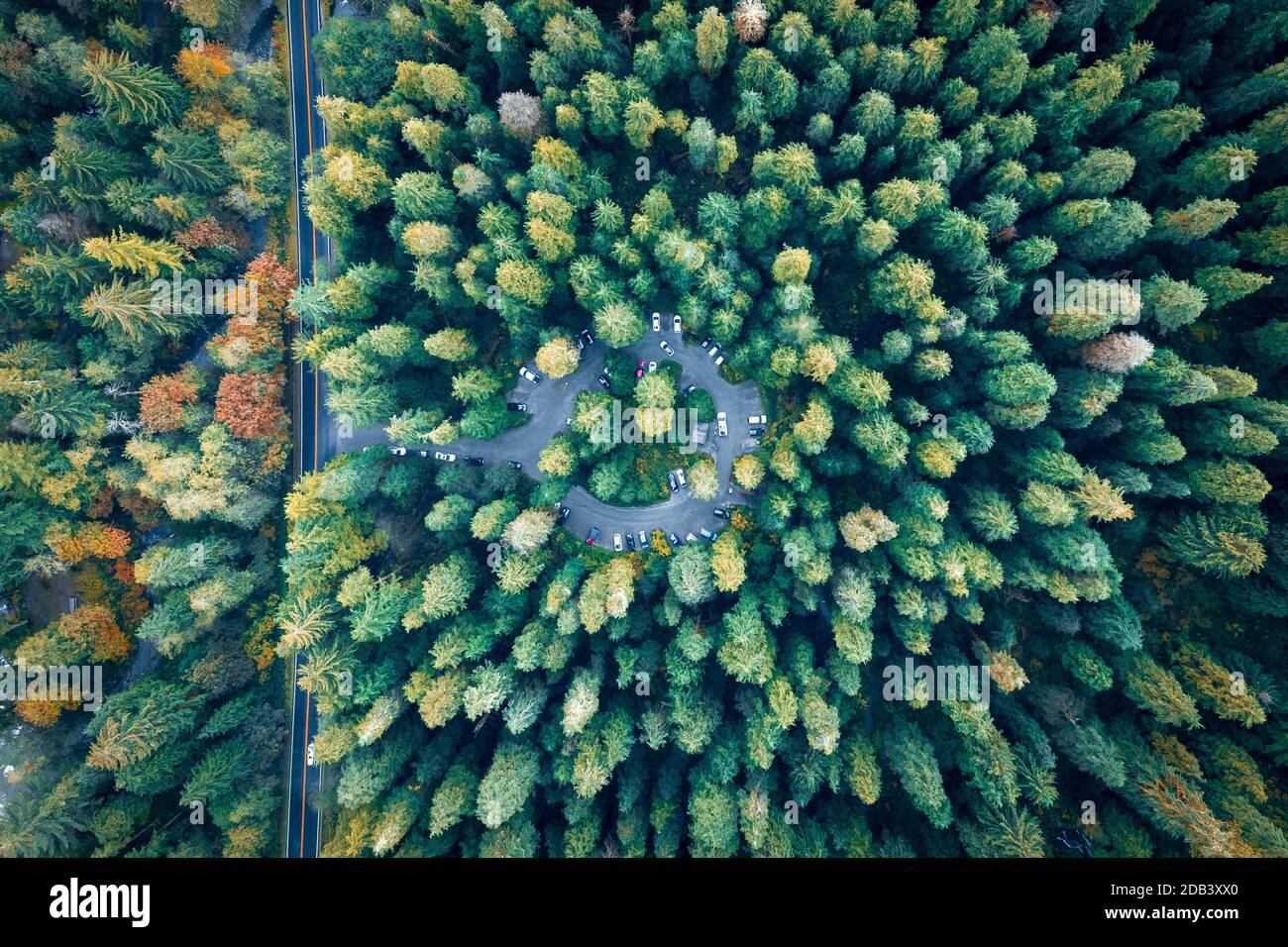 Pine tree forest from above Stock Photo - Alamy