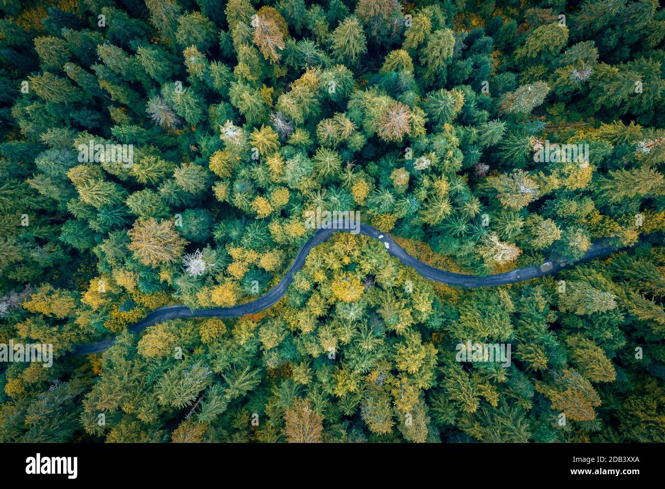 Beautiful pine tree forest from above Stock Photo - Alamy