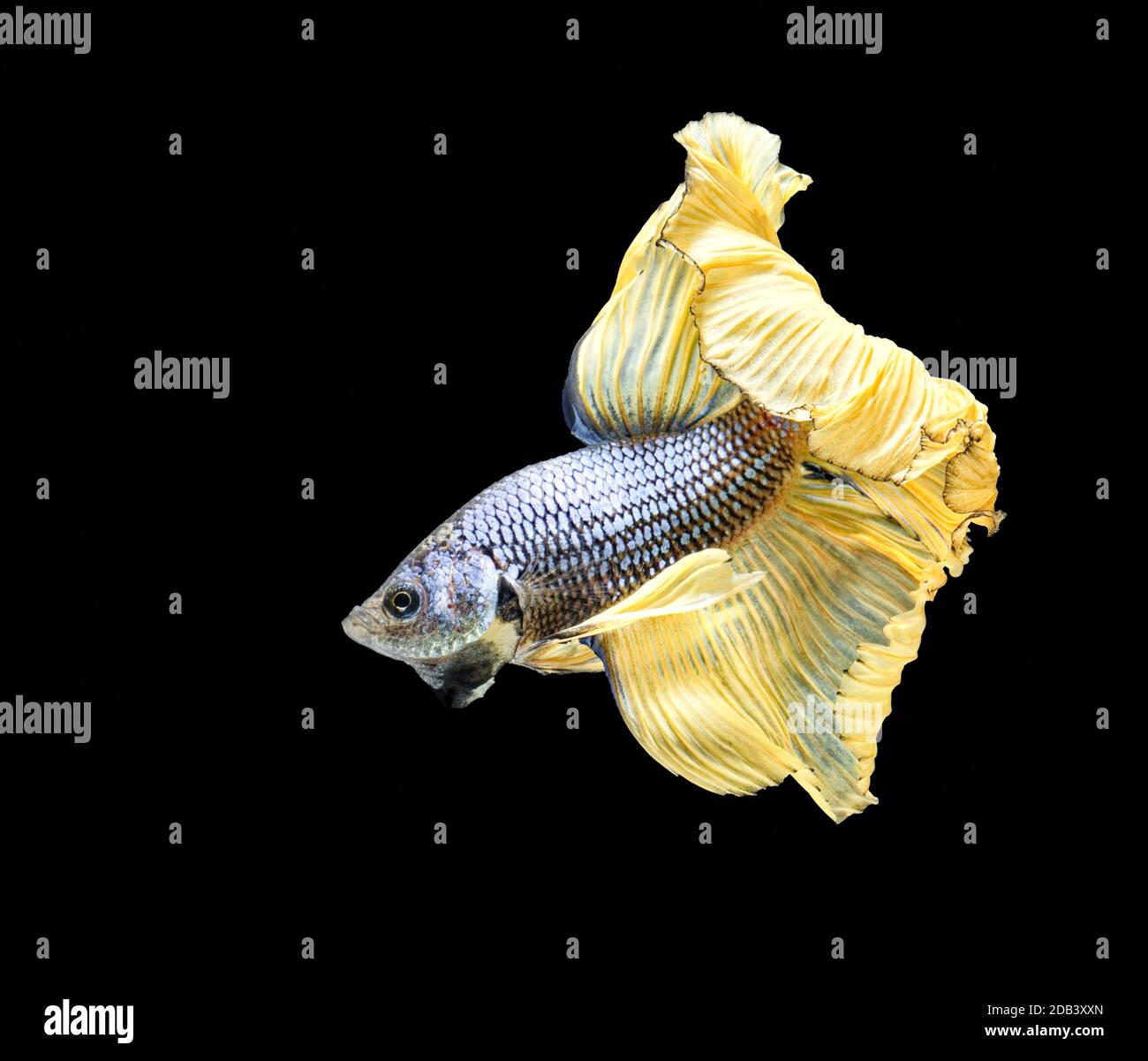 Siamese fighting fish fight yellow fish, Betta splendens, Betta fish ...