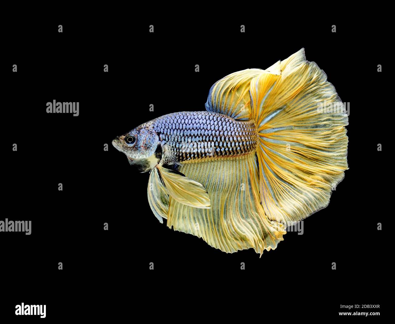 Siamese fighting fish fight yellow fish, Betta splendens, Betta fish ...
