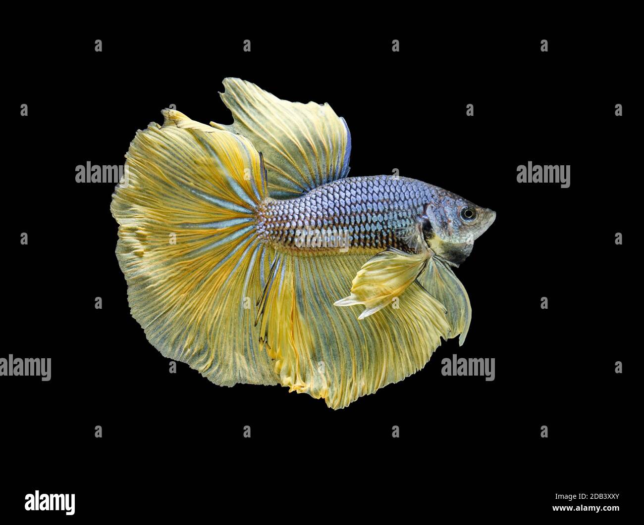 Siamese fighting fish fight yellow fish, Betta splendens, Betta fish ...