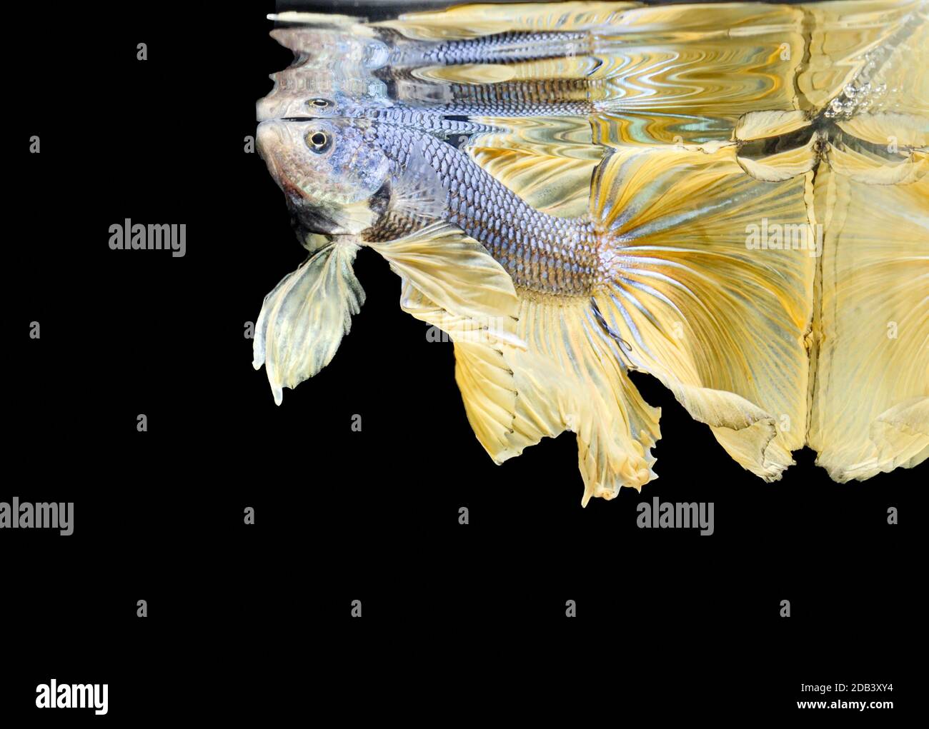 Siamese fighting fish fight yellow fish, Betta splendens, Betta fish ...