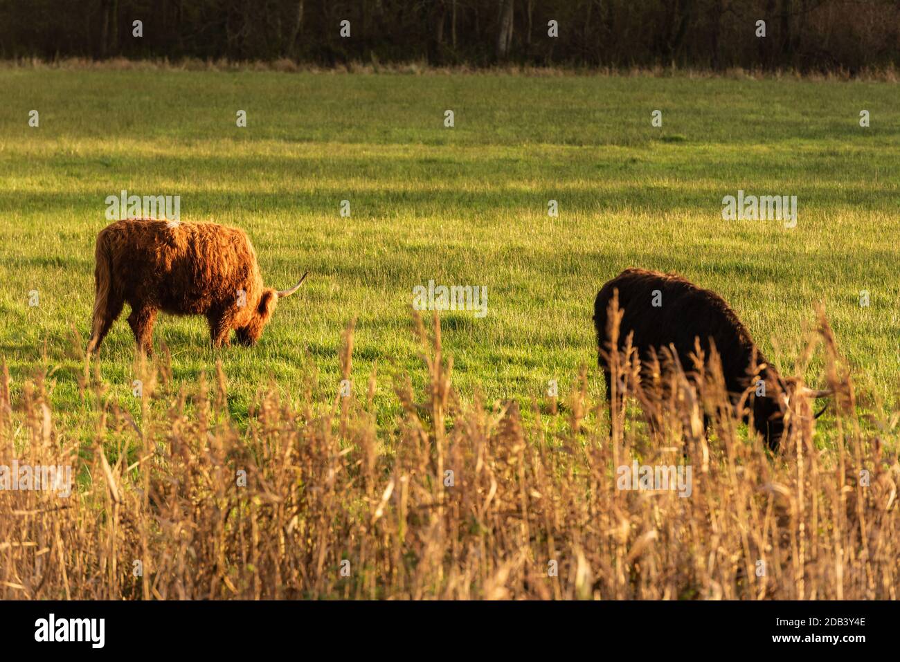 Fen farming hi-res stock photography and images - Alamy
