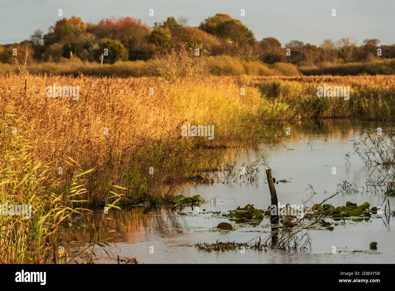 Golden reeds on marshland waterway. Strumpshaw Fen, November 2020 Stock ...