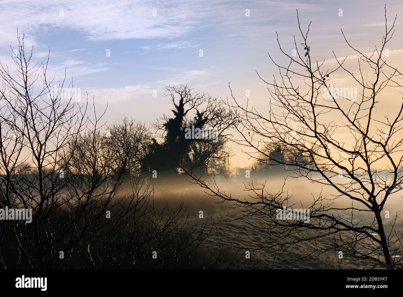 Silhouette of trees and branches in winter morning with mysterious and ...