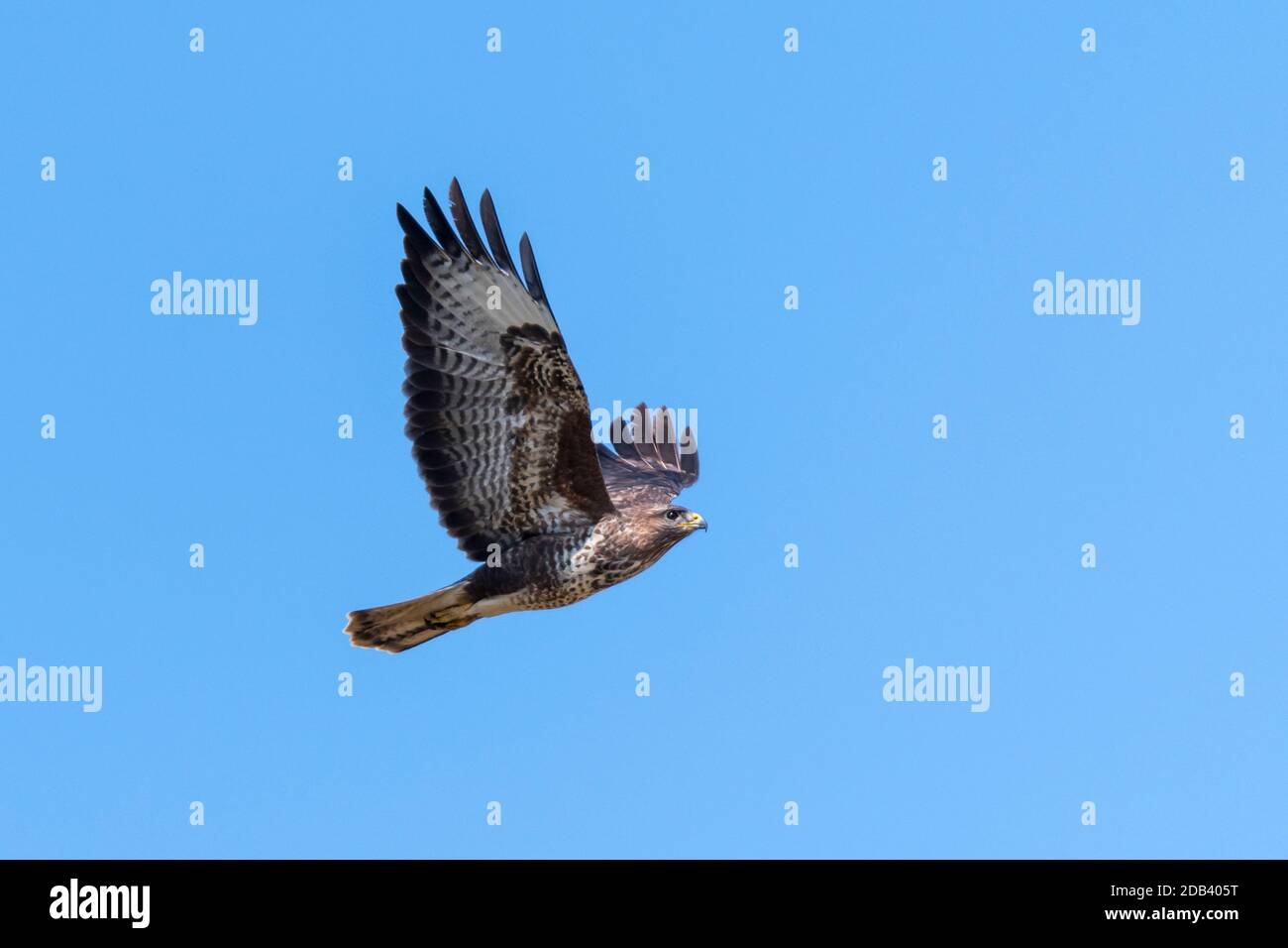 Flying buzzard with spread wings against a blue sky Stock Photo - Alamy
