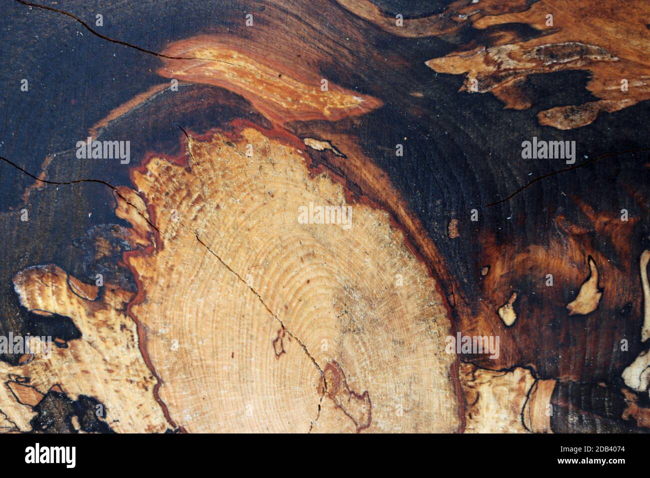 Spalted beech, Fagus sylvatica, tree recently sawn timber plank with ...