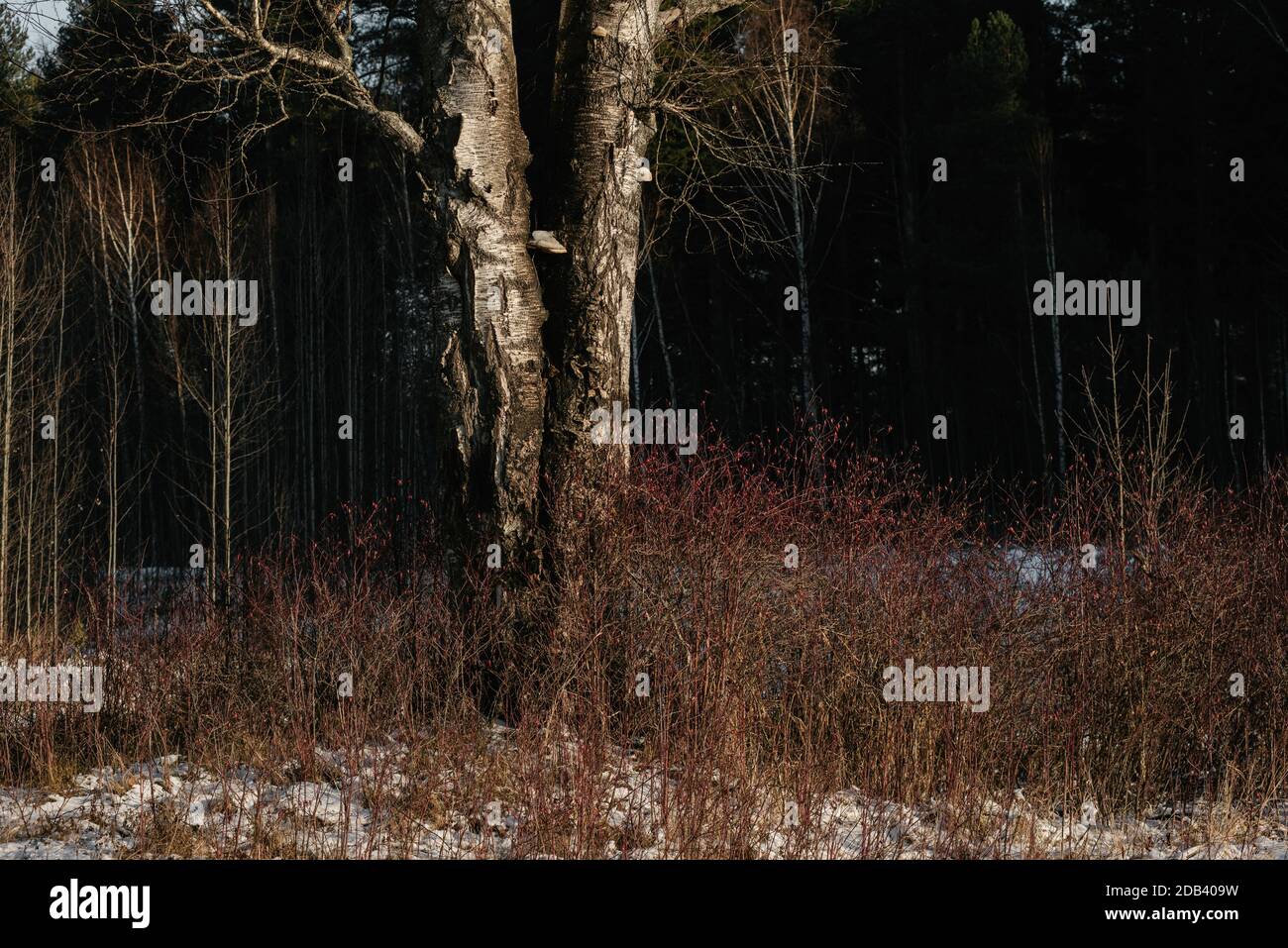 Rose hip tree hi-res stock photography and images - Alamy
