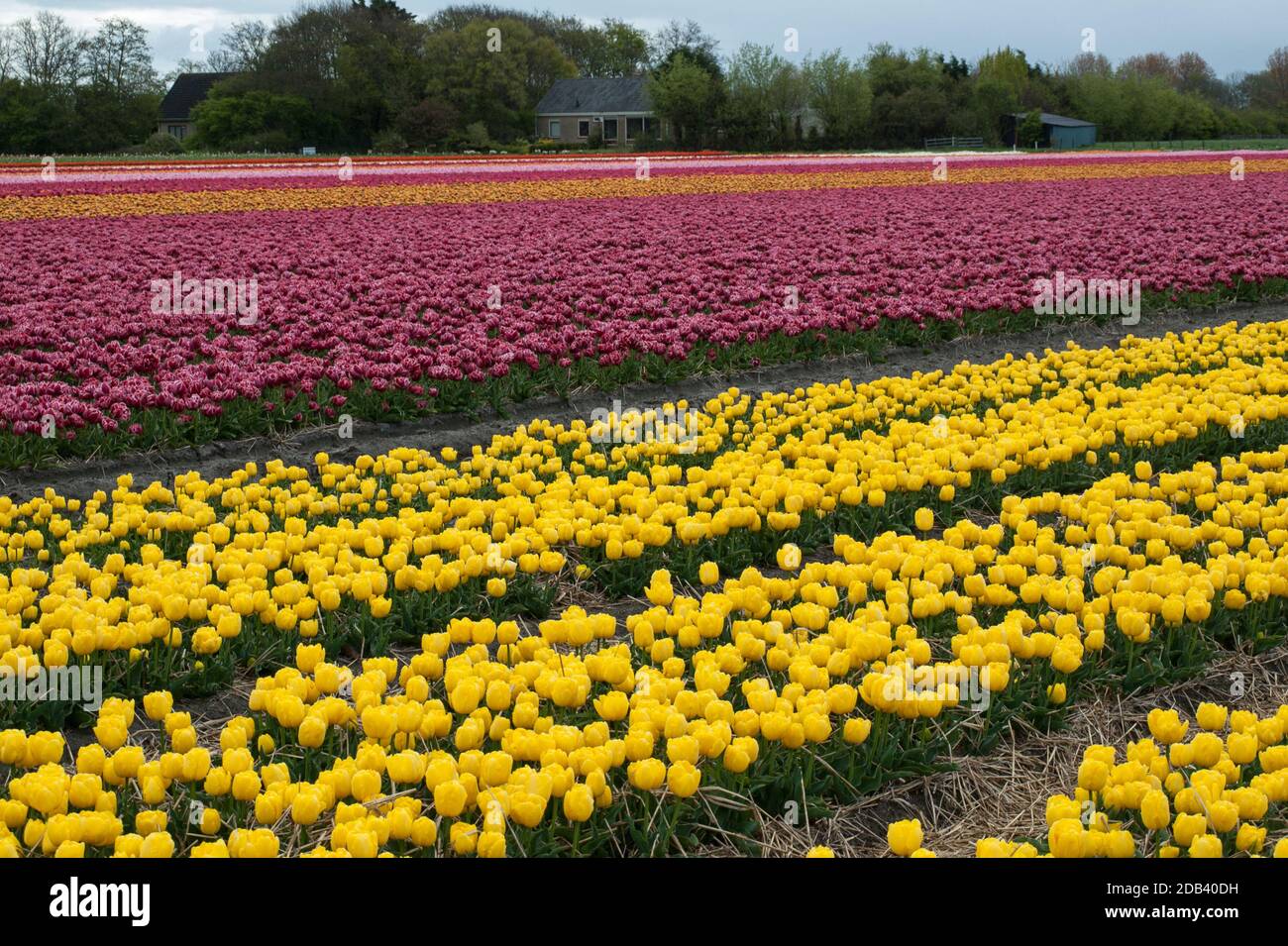 Tulip fields of the Bollenstreek, South Holland, Netherlands Stock ...