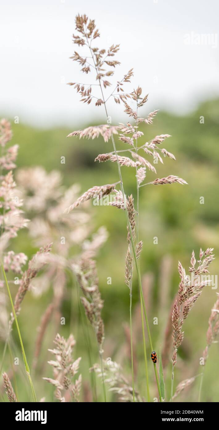 Velvet grass hi-res stock photography and images - Alamy