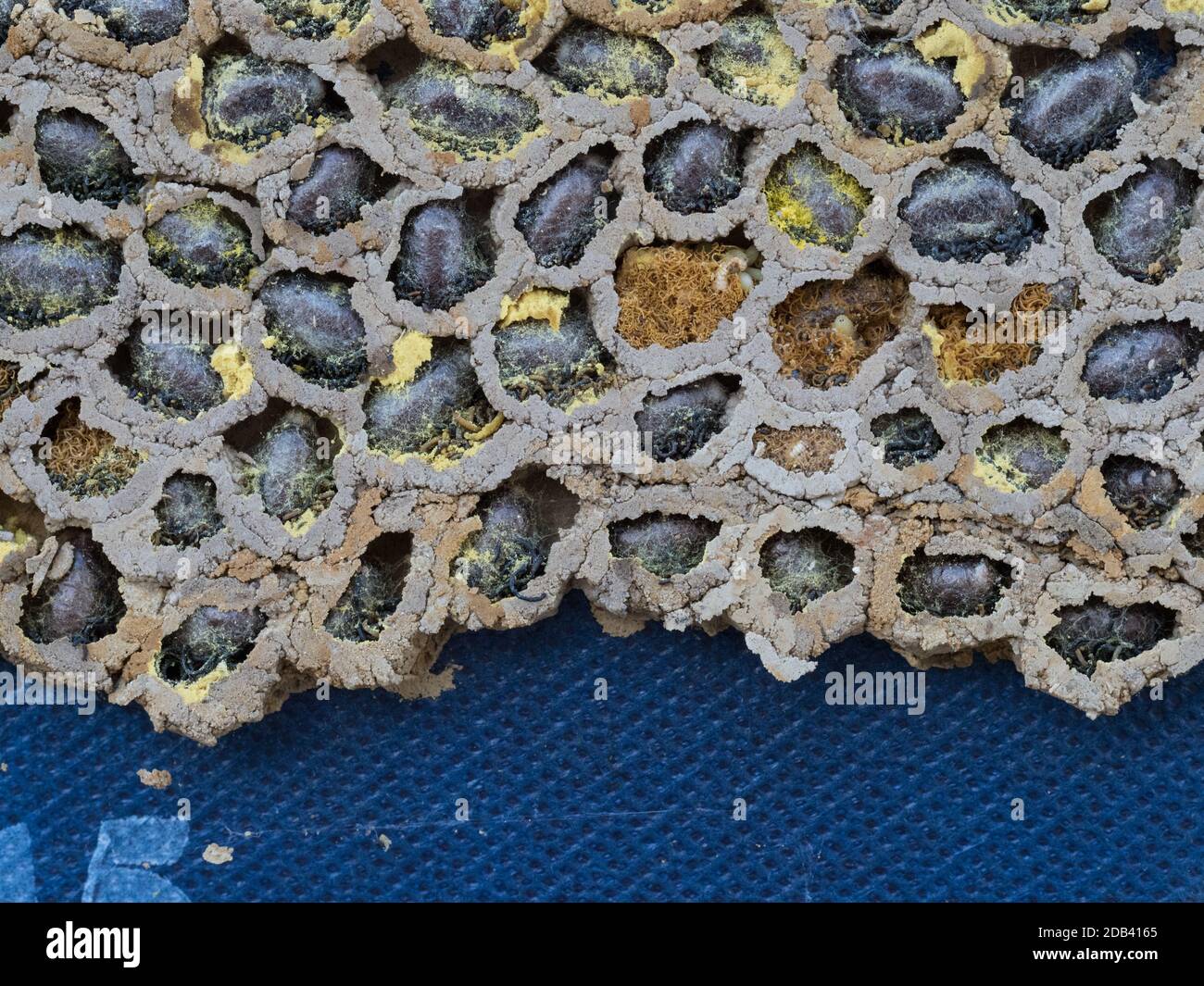 A close up of solitary Mason bee nest exposed revealing found in cavity ...