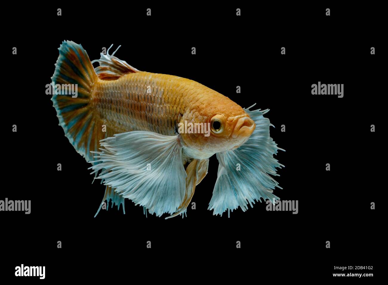 Siamese fighting fish fight yellow fish, Betta splendens, Betta fish ...
