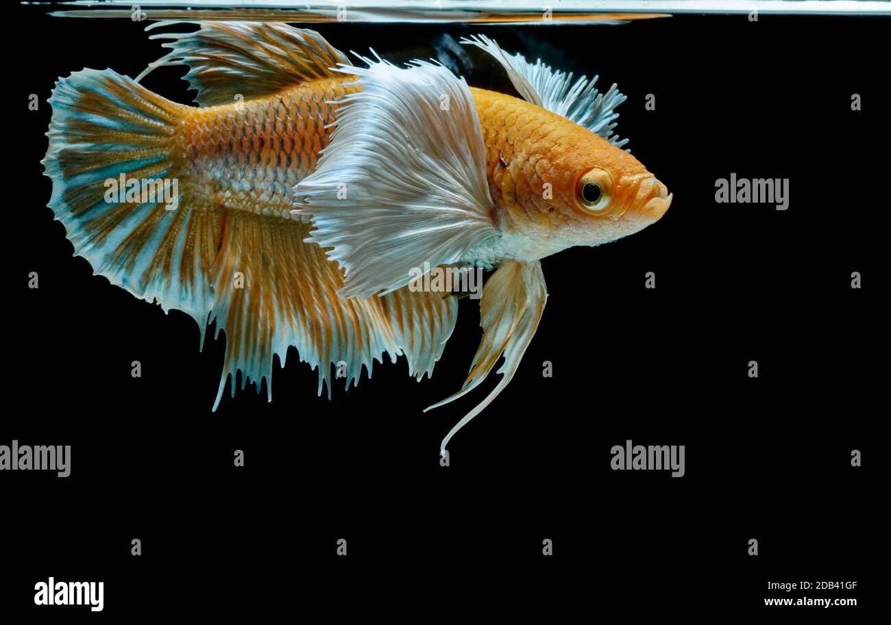 Siamese fighting fish fight yellow fish, Betta splendens, Betta fish ...