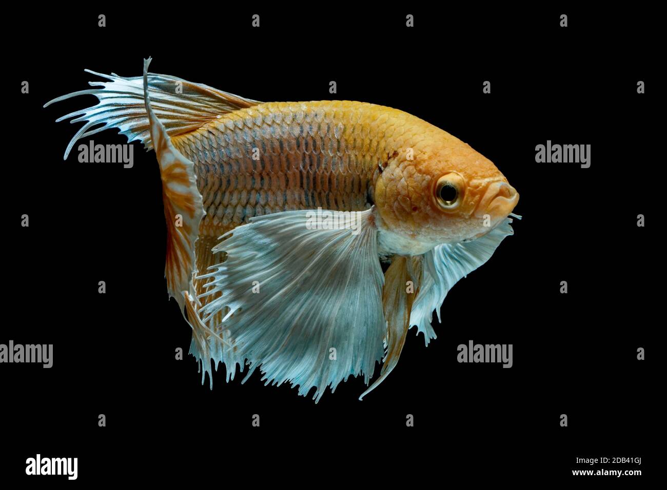 Siamese fighting fish fight yellow fish, Betta splendens, Betta fish ...