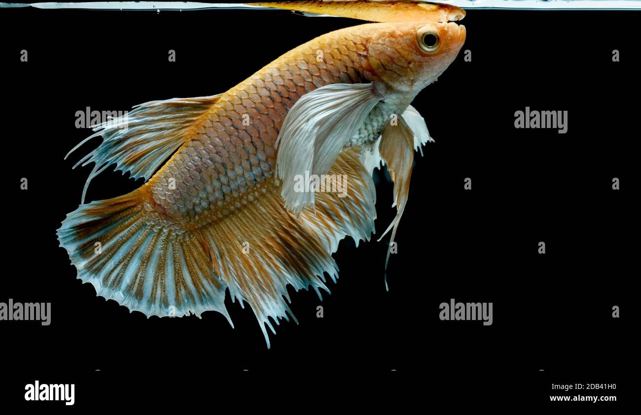 Siamese fighting fish fight yellow fish, Betta splendens, Betta fish ...