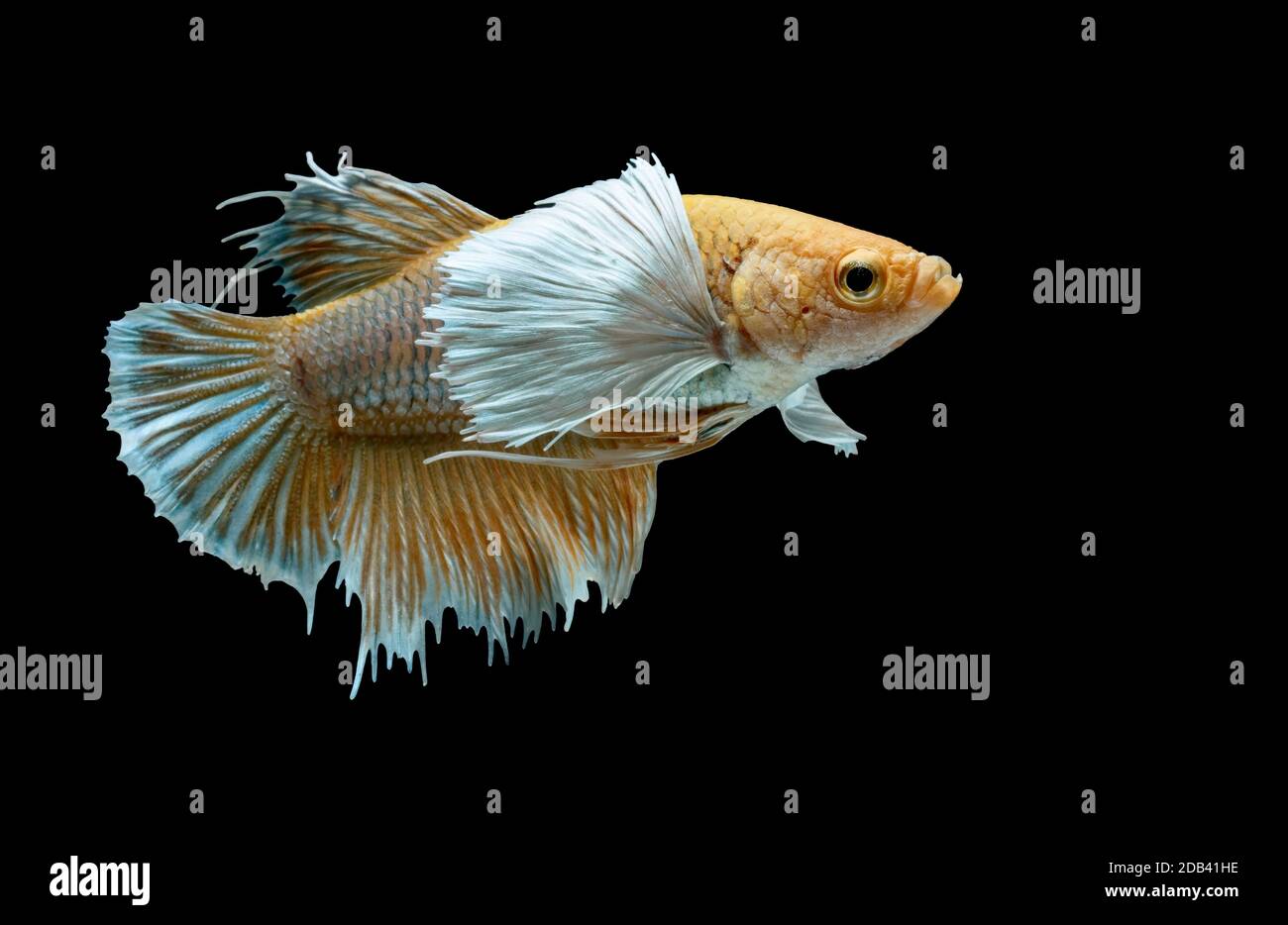 Siamese fighting fish fight yellow fish, Betta splendens, Betta fish ...