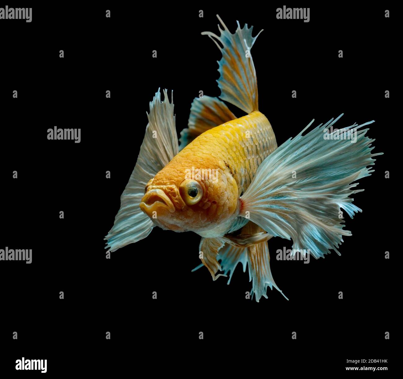 Siamese fighting fish fight yellow fish, Betta splendens, Betta fish ...