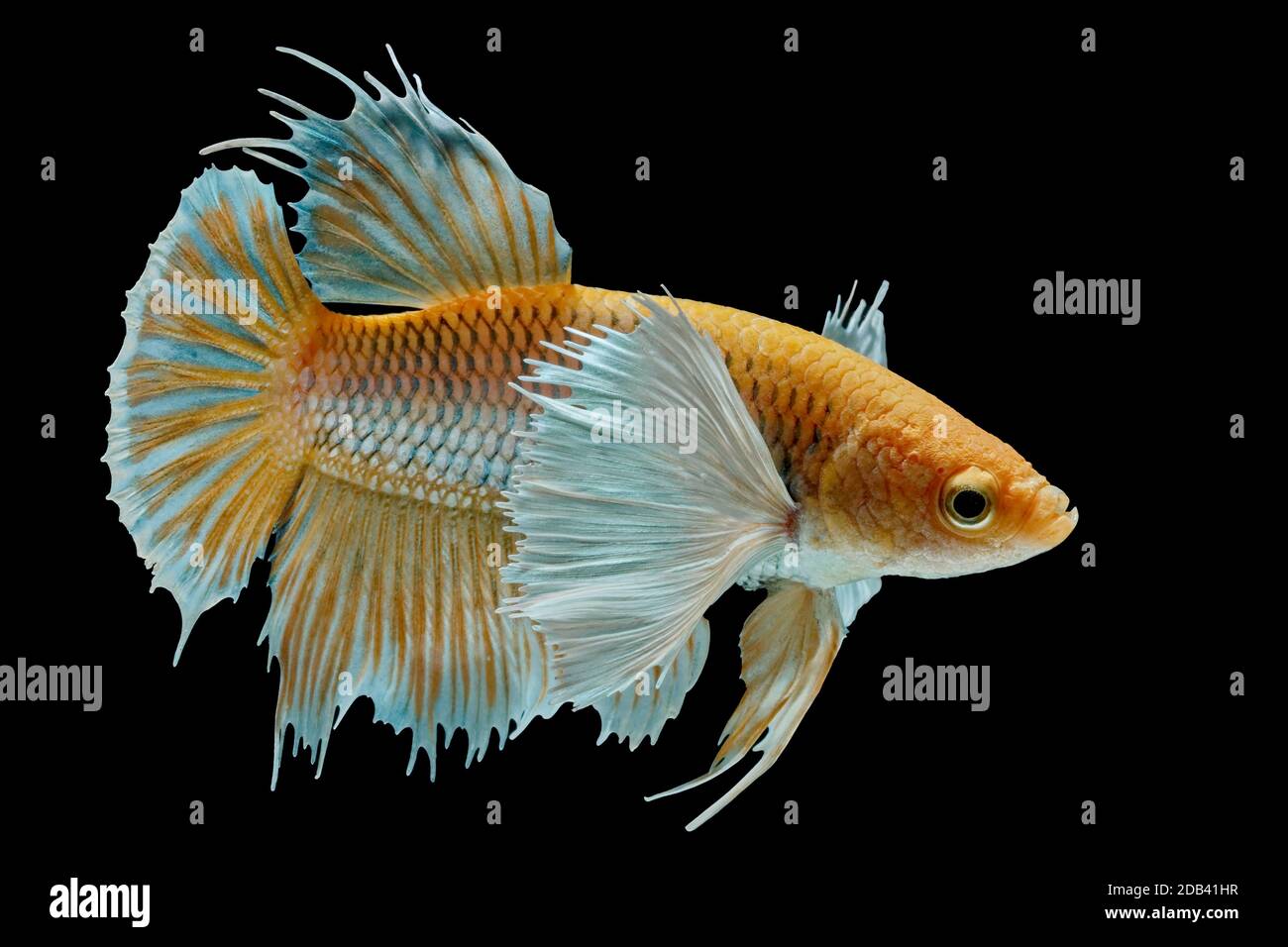 Siamese fighting fish fight yellow fish, Betta splendens, Betta fish ...