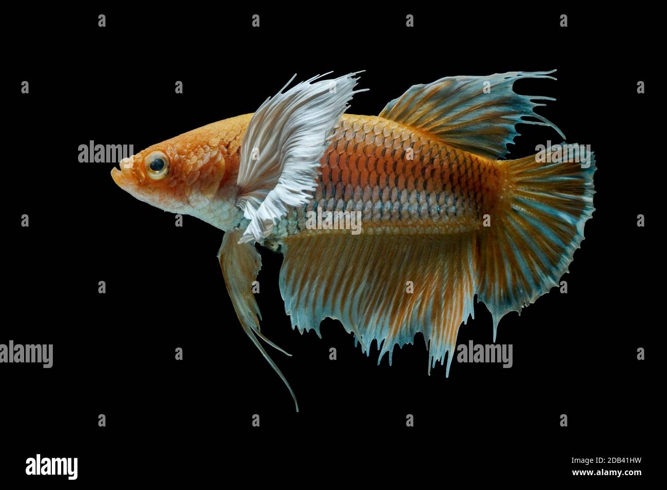 Siamese fighting fish fight yellow fish, Betta splendens, Betta fish ...