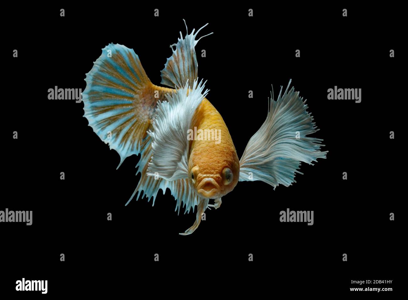 Siamese fighting fish fight yellow fish, Betta splendens, Betta fish ...