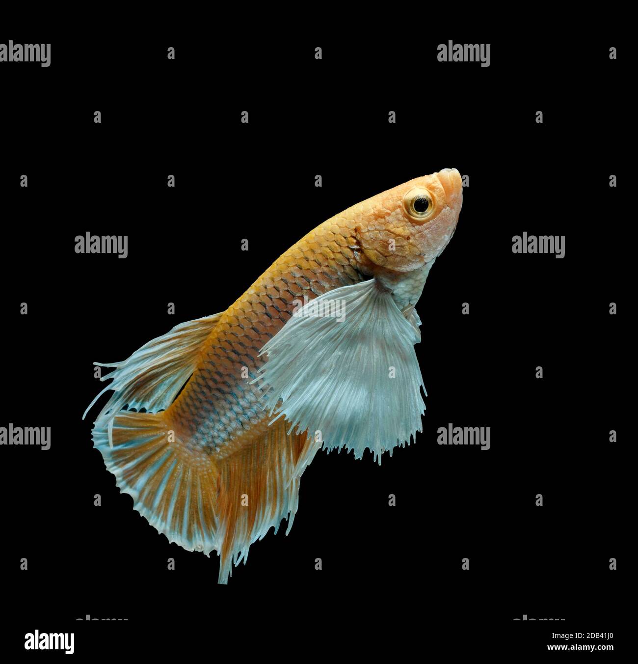 Siamese fighting fish fight yellow fish, Betta splendens, Betta fish ...